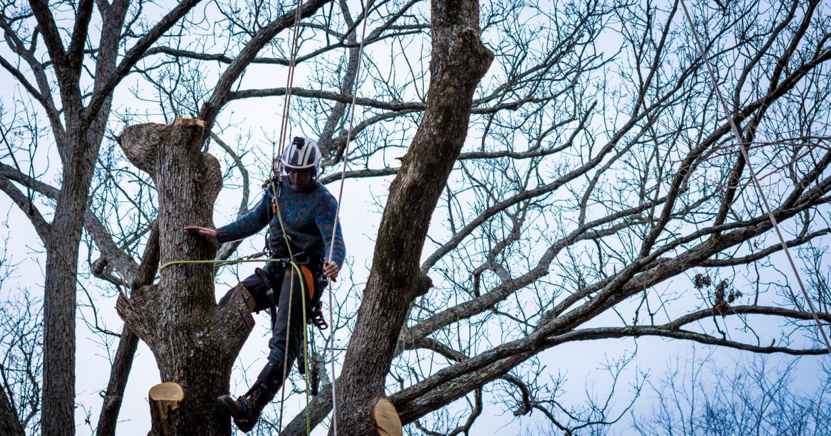 Tree Lopping Kawakawa | Trusted & Affordable Tree Lopping